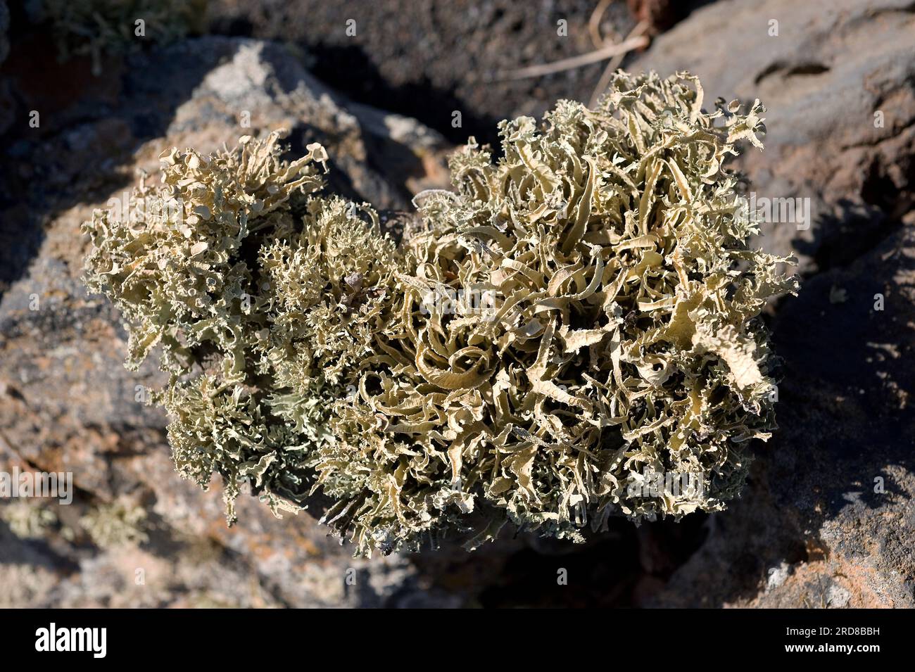 Ramalina canariensis Banque de photographies et d’images à haute ...