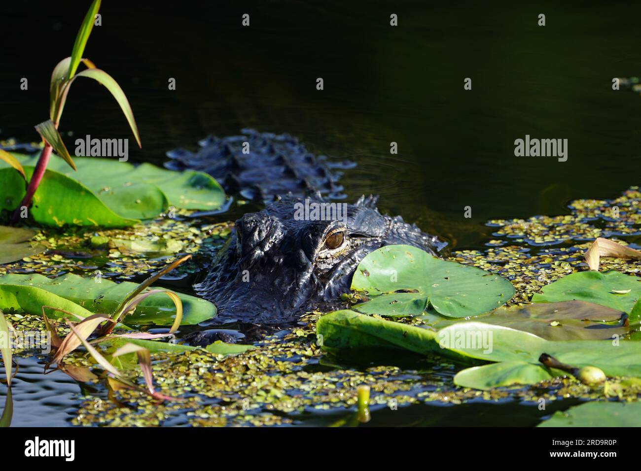 Animales terrestres para colorear Banque de photographies et d’images à ...