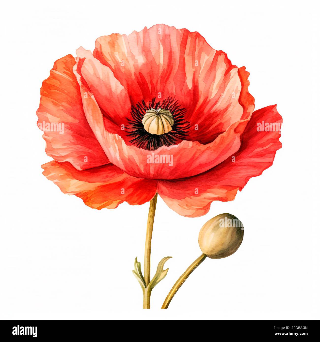 Aquarelle dessin de fleurs de coquelicot rouge isolé sur blanc ...