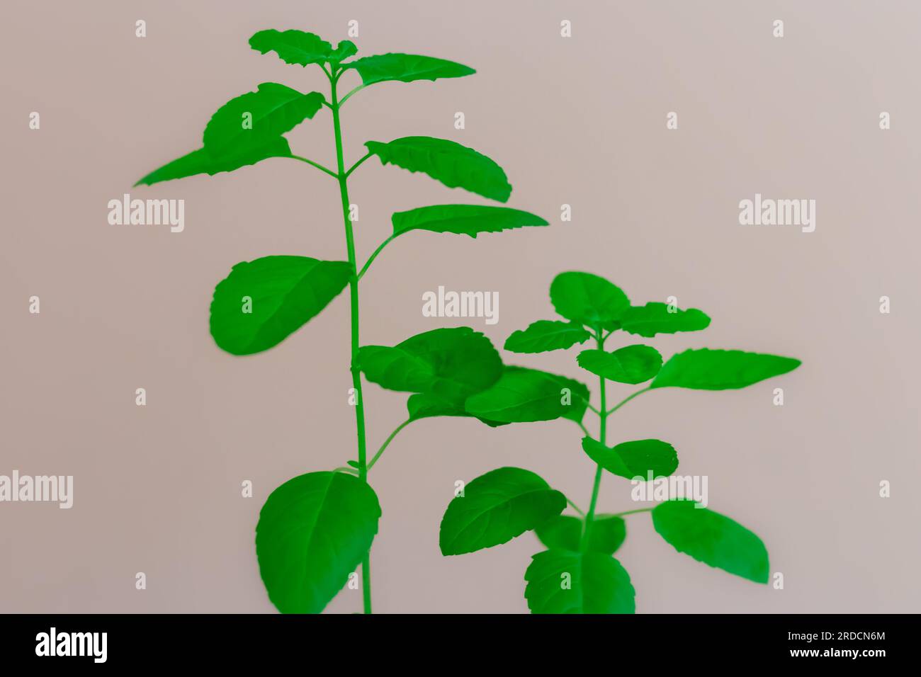 Tulsi arbre Banque de photographies et d’images à haute résolution - Alamy