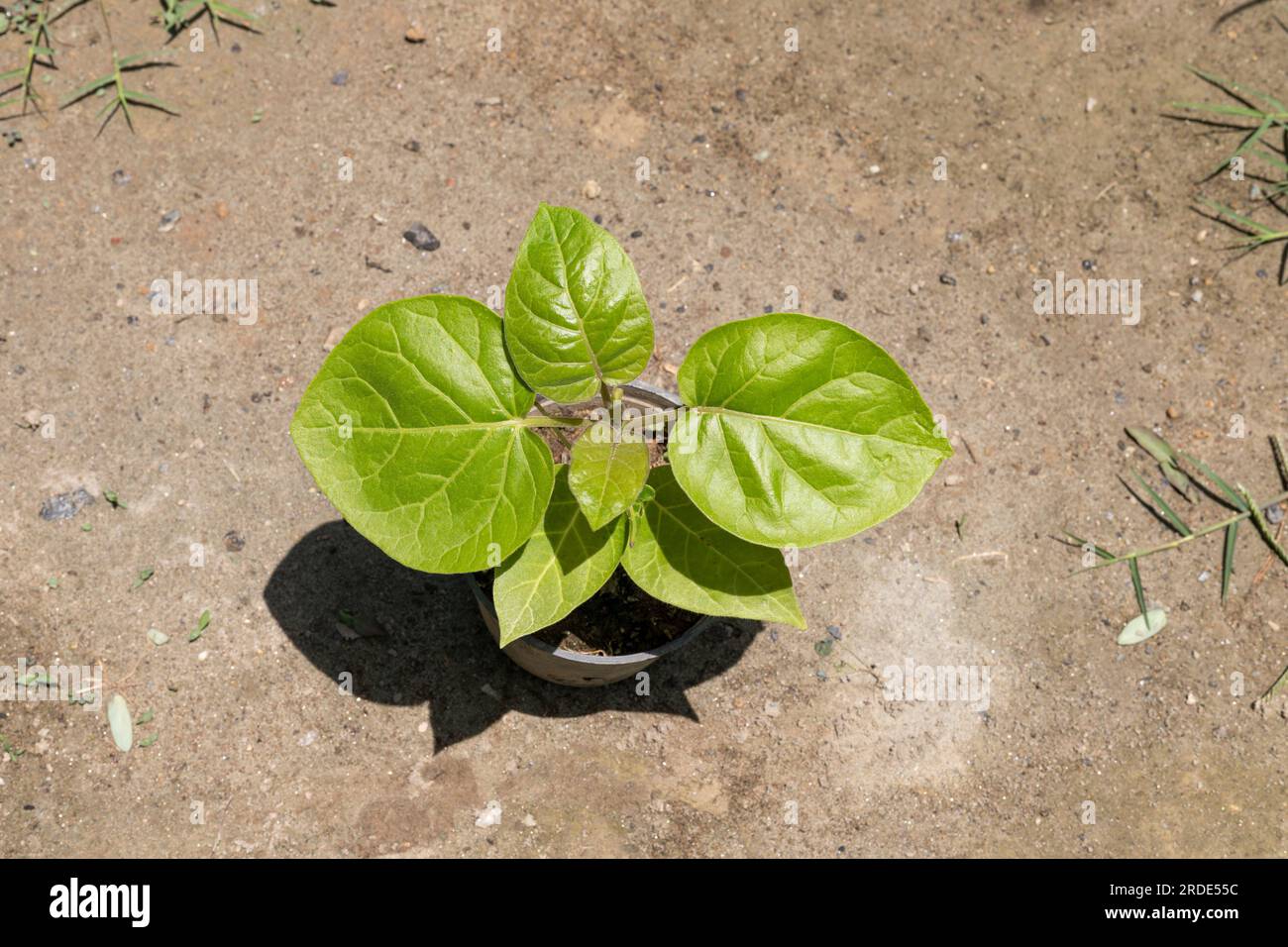 Solanum abutiloides solanum abutiloides Banque de photographies et d ...
