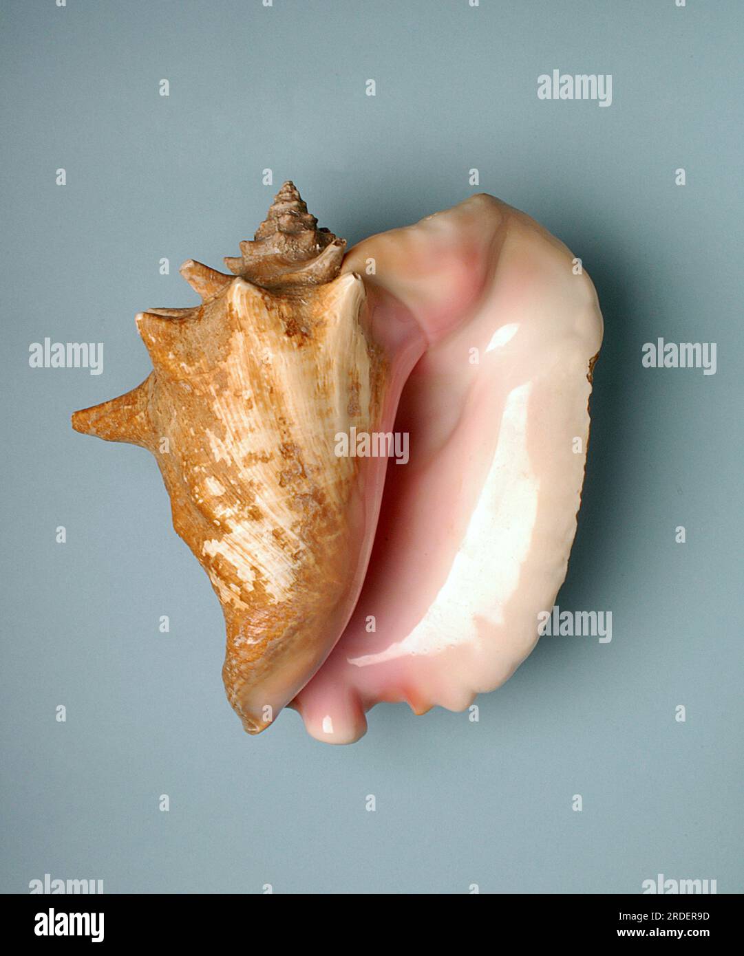 Aliger gigas Banque de photographies et d’images à haute résolution - Alamy