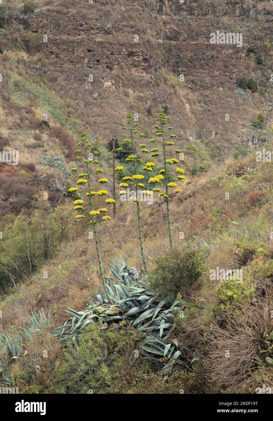 Flore de Gran Canaria - Agave americana, plante sentinelle, espèces ...