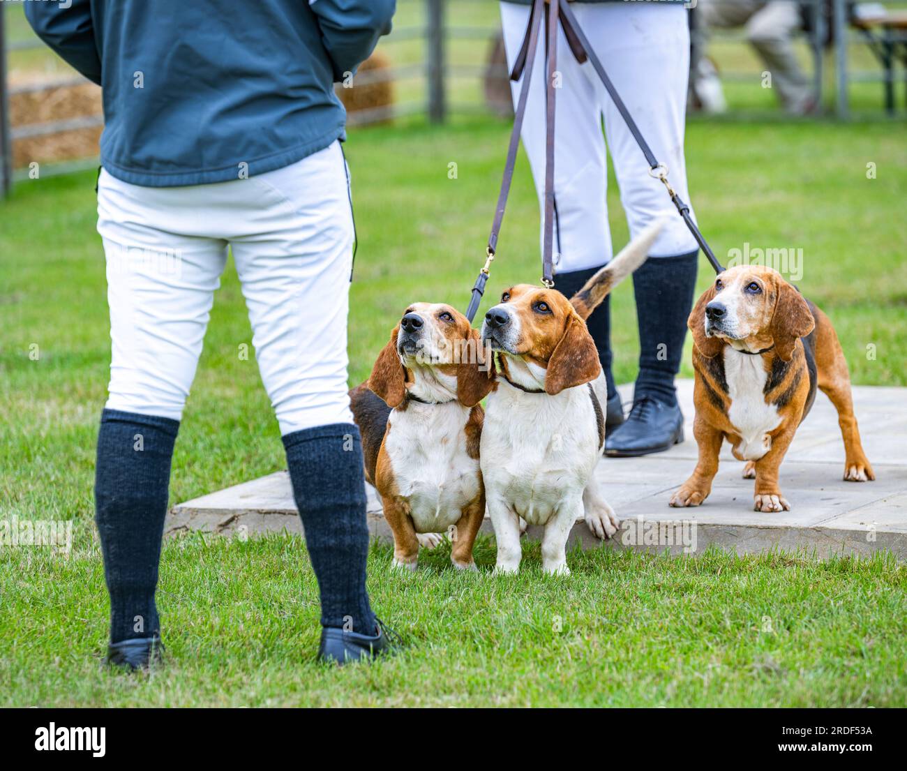 The Showground, Peterborough, Royaume-Uni – en plus de Fox Hounds, le ...