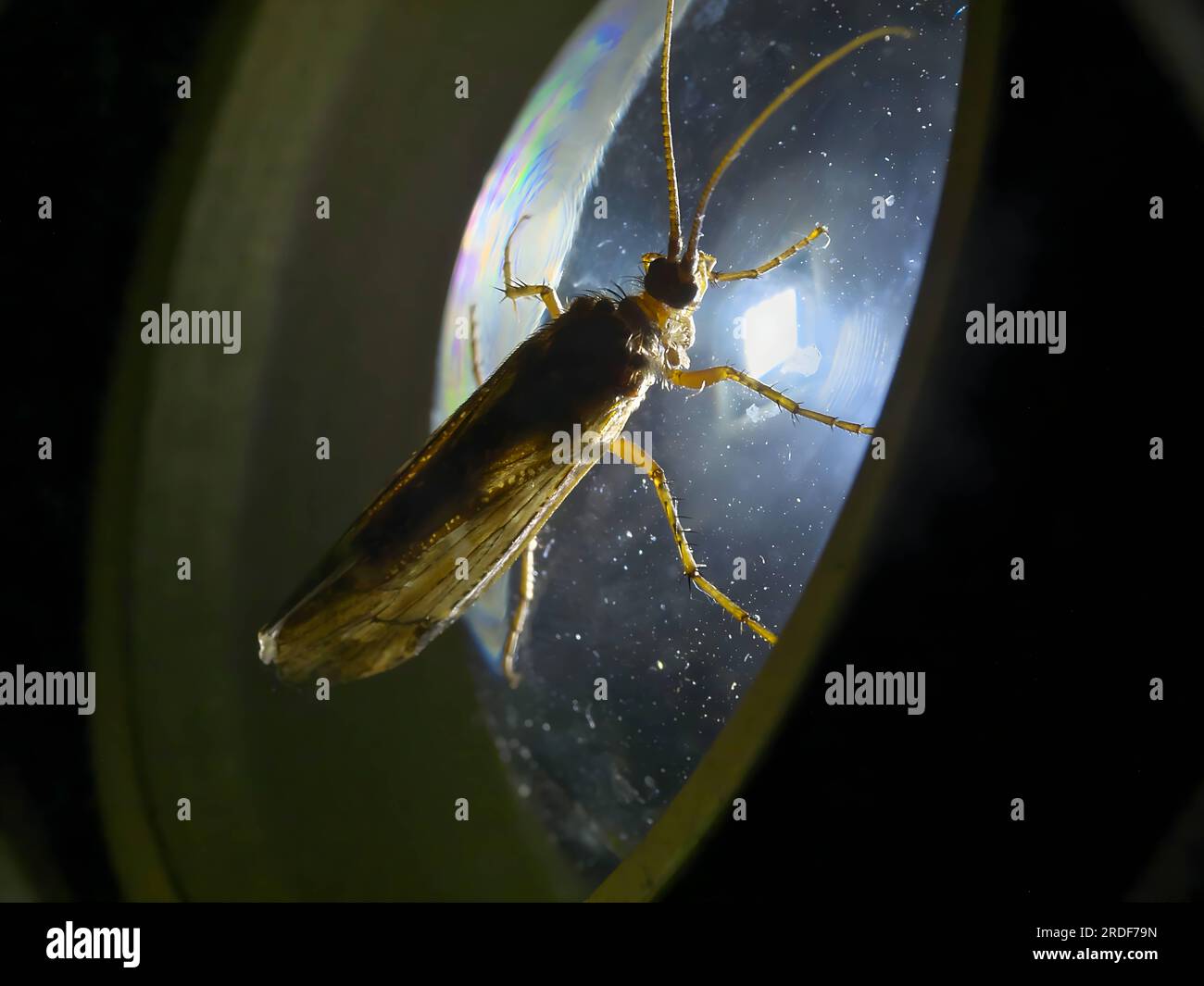 Un insecte sur le verre Banque de photographies et d’images à haute ...