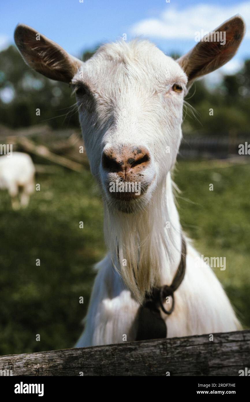 Village de chèvre Banque de photographies et d’images à haute ...