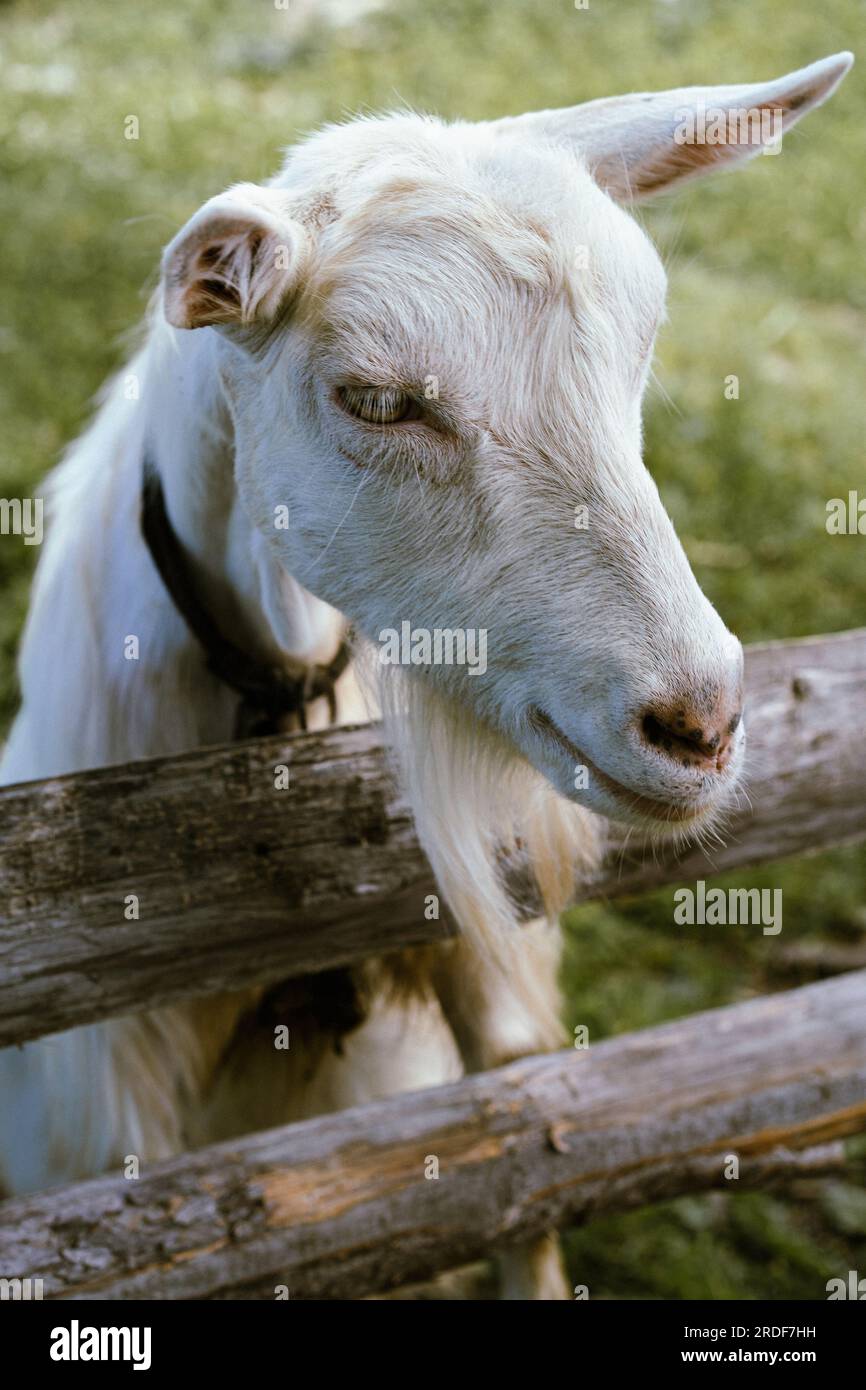 Village de chèvre Banque de photographies et d’images à haute ...