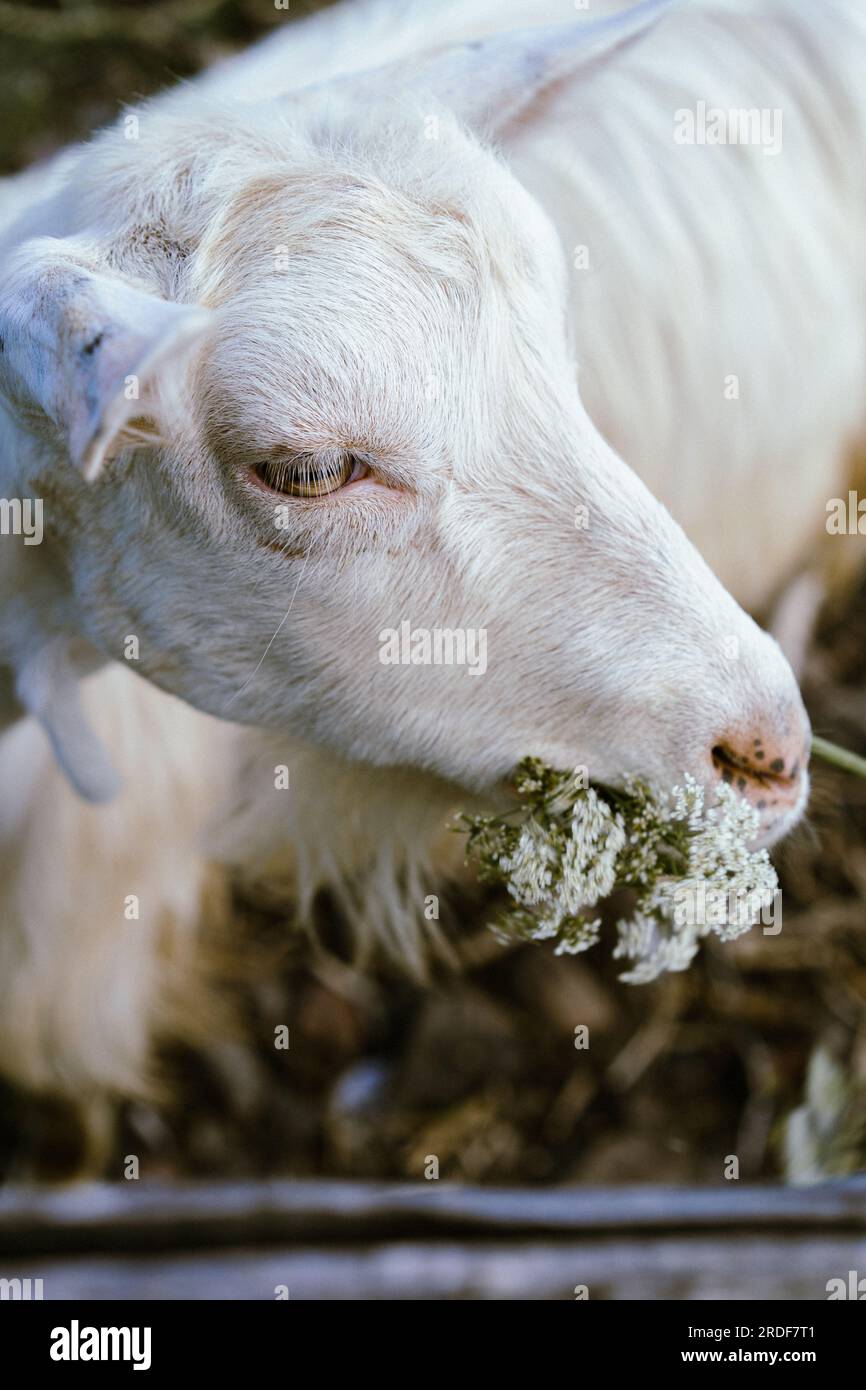 Village de chèvre Banque de photographies et d’images à haute ...