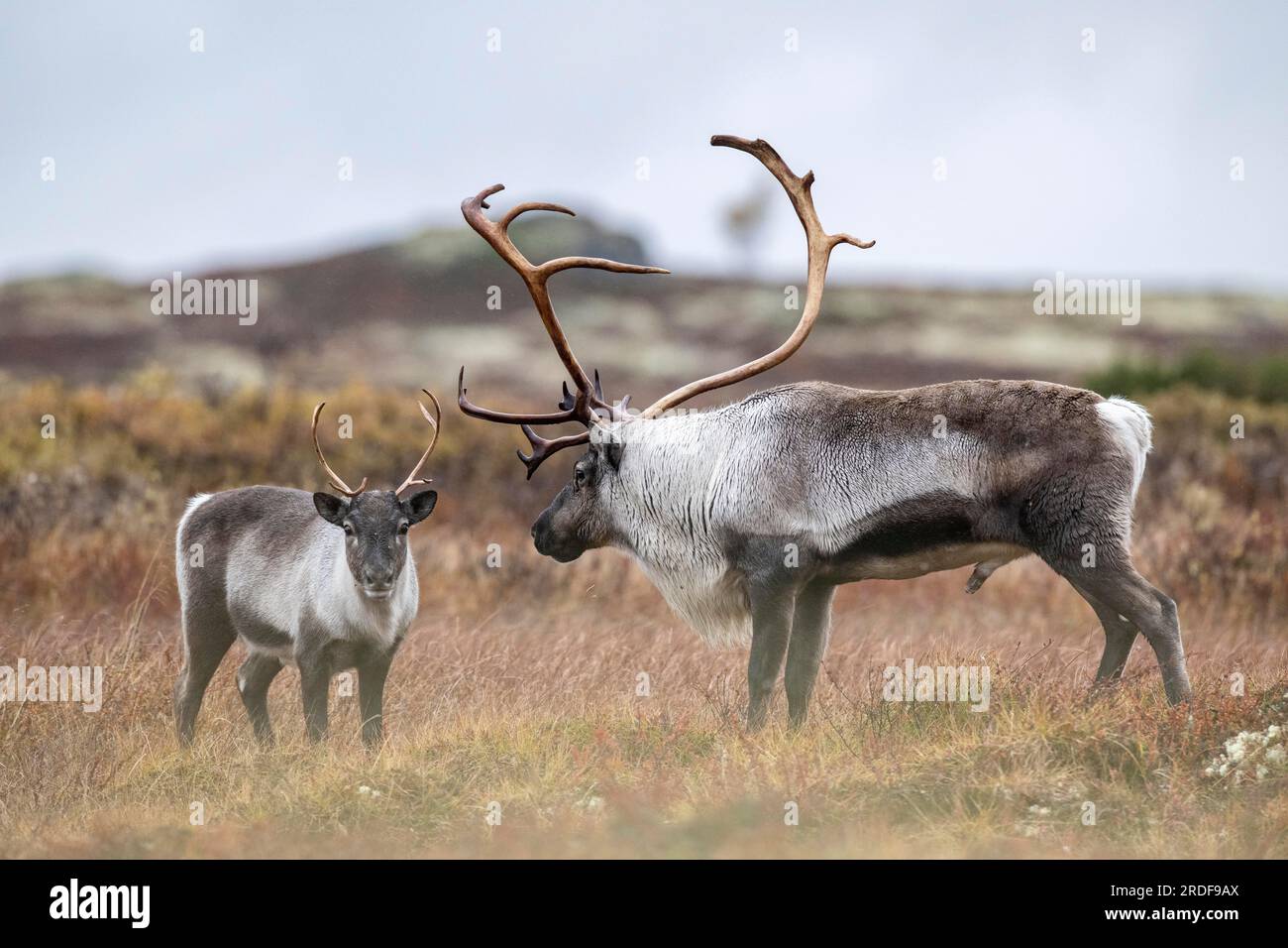 Rennes sauvages de montagne (Rangifer tarandus tarandus), taureau ...