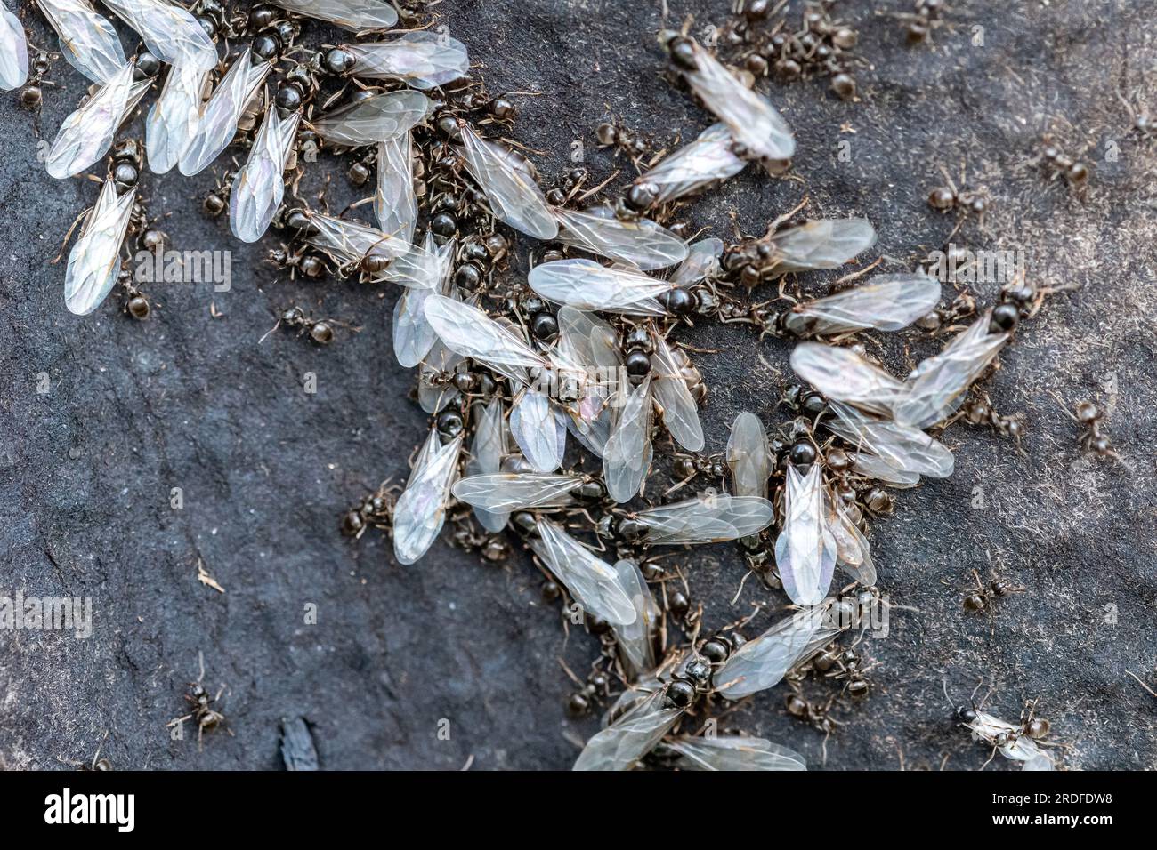 20 juillet 2023. Journée de fourmi volante. Un grand nombre de fourmis ...