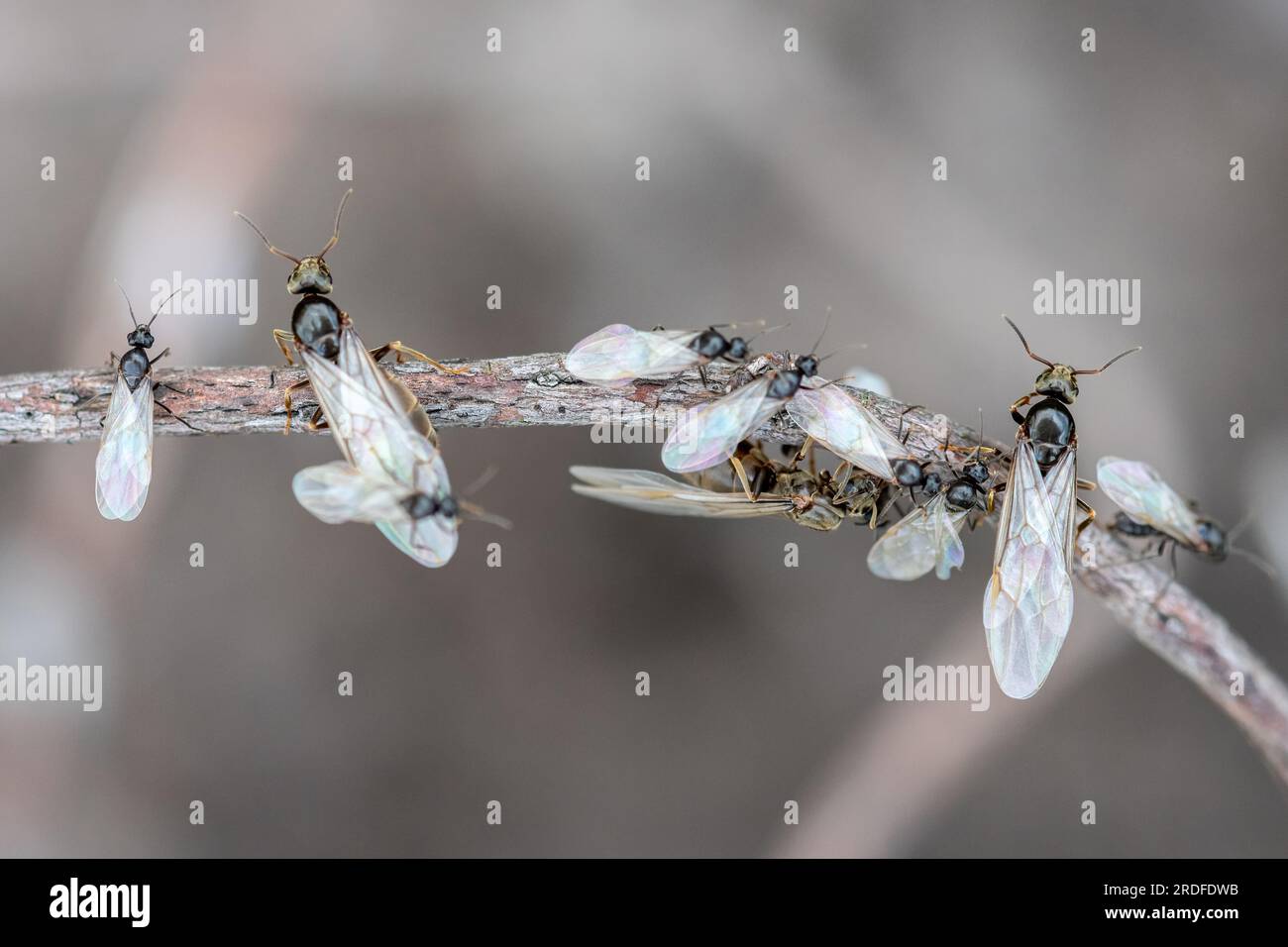 20 juillet 2023. Journée de fourmi volante. Un grand nombre de fourmis ...