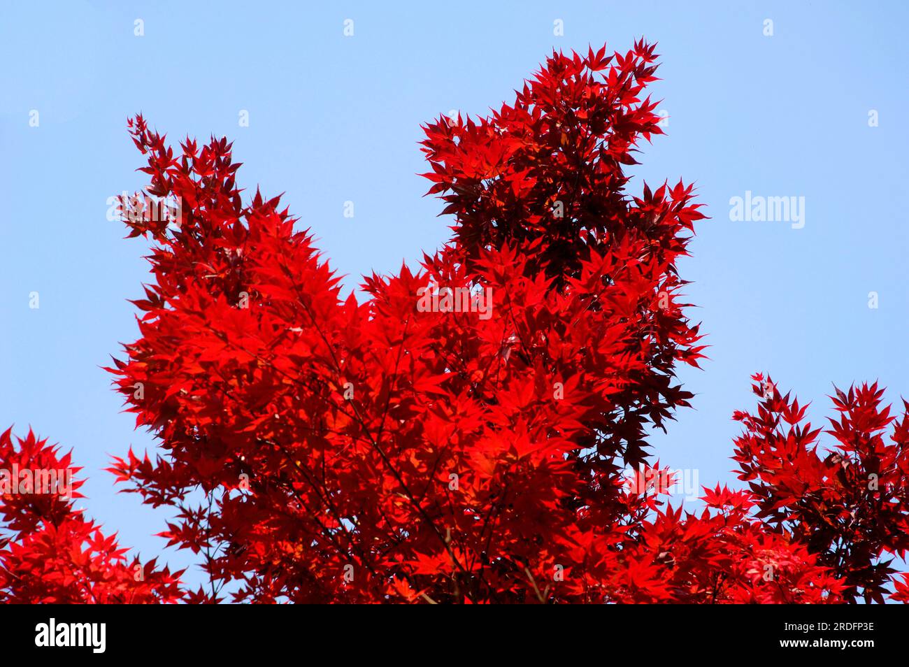 Amur maple (acer ginnala) Banque de photographies et d’images à haute ...