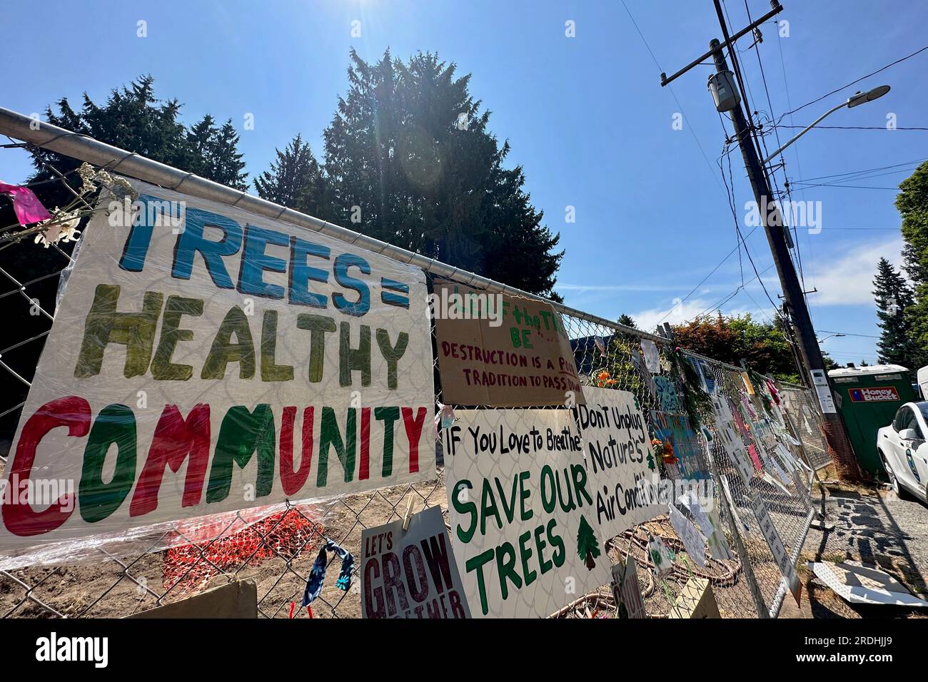 A Western red cedar tree nicknamed Luma stands behind a fence where ...