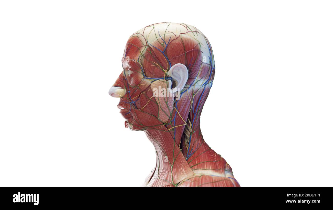Anatomie d'une tête masculine, illustration Photo Stock - Alamy