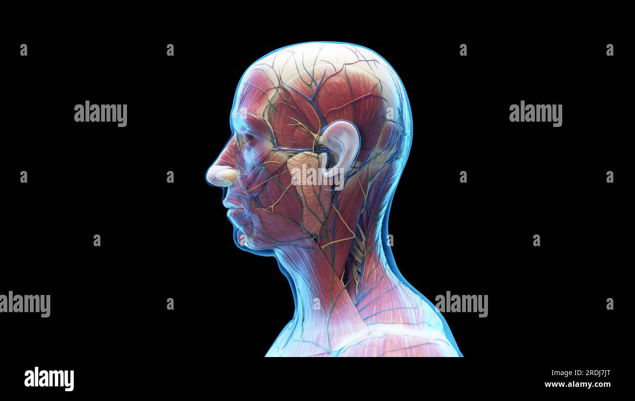 Anatomie d'une tête masculine, illustration Photo Stock - Alamy