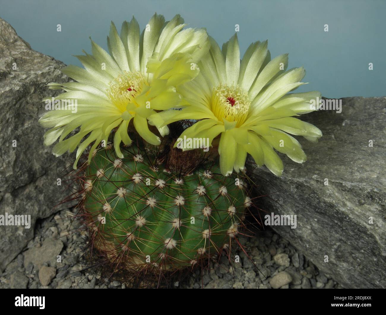 Notocactus parodia Banque de photographies et d’images à haute ...