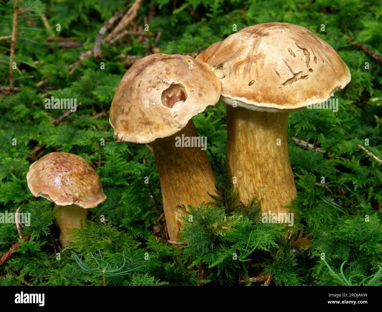 Bitter bolete tylopilus felleus Banque de photographies et d’images à ...