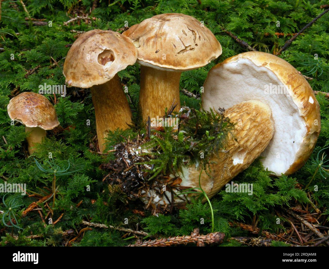 Bitter bolete tylopilus felleus Banque de photographies et d’images à ...