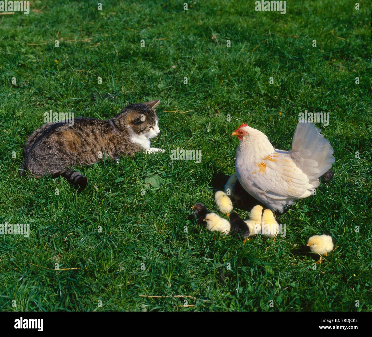 Attaque de poule Banque de photographies et d’images à haute résolution ...