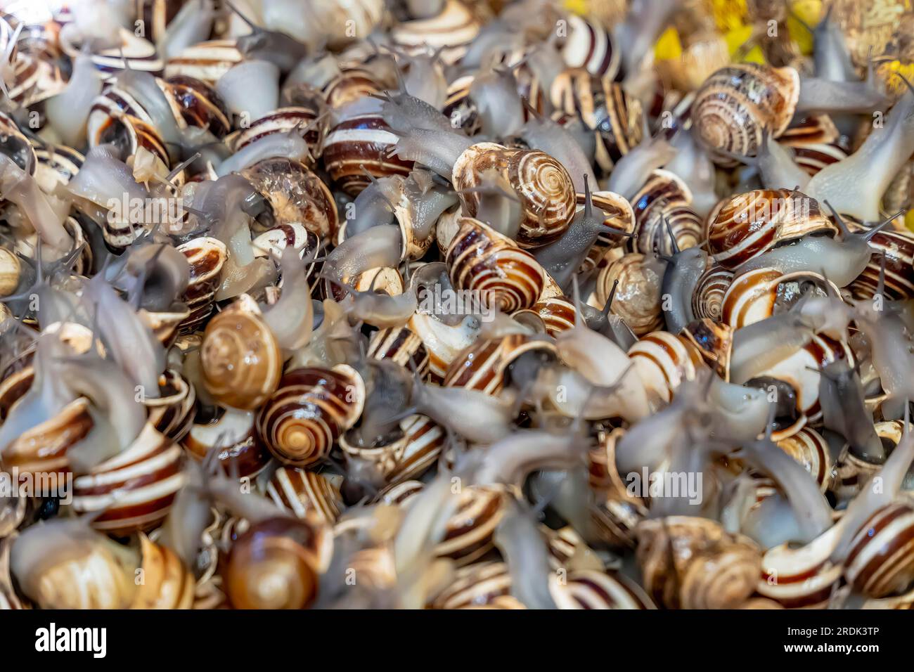 Les escargots vivants sont vendus sur le marché ouvert dans la médina ...