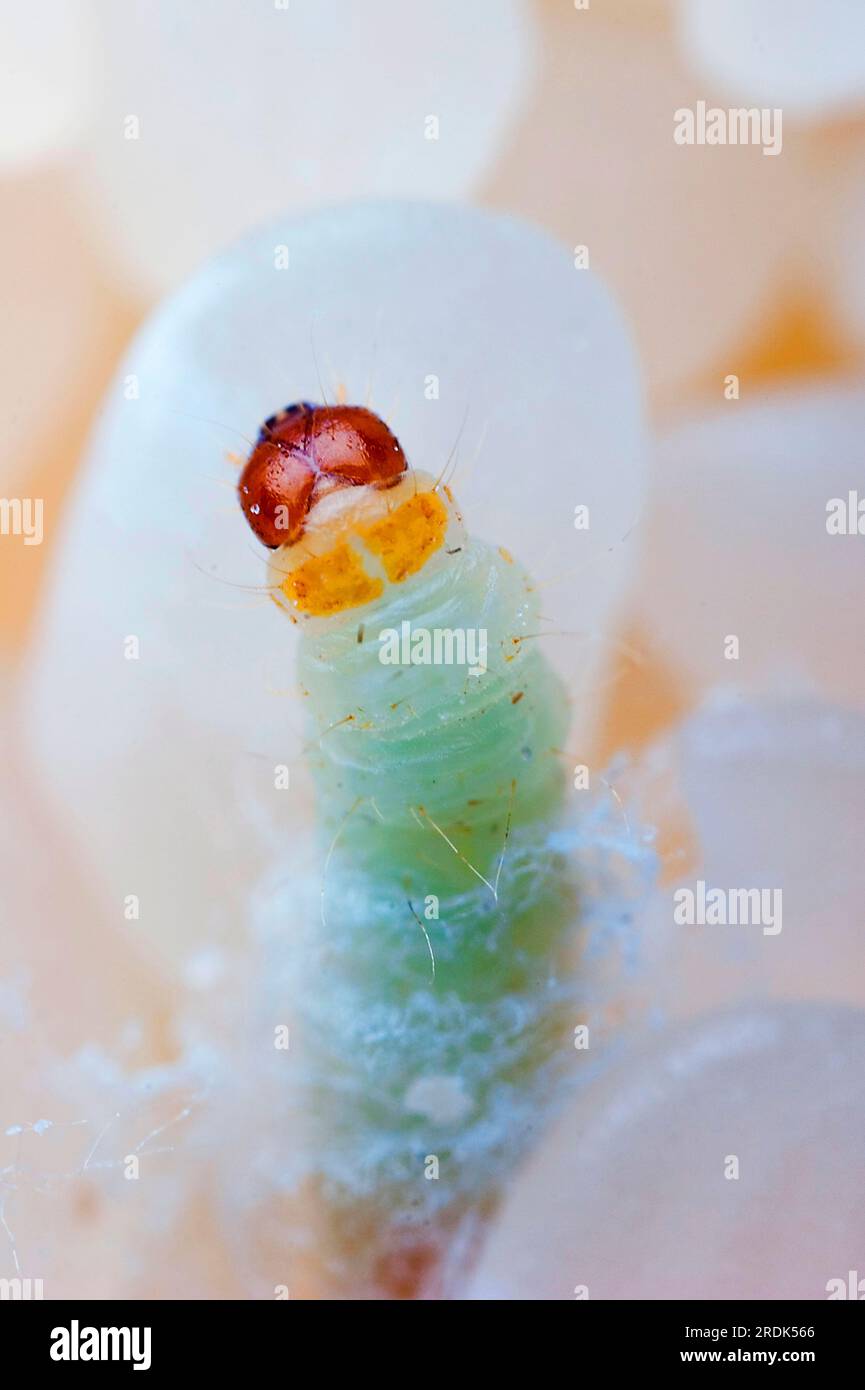 Ravageur du riz Banque de photographies et d’images à haute résolution ...