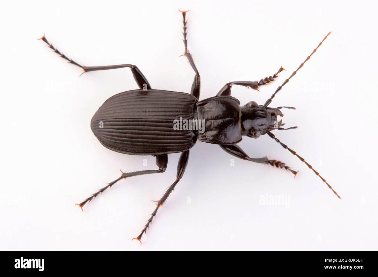 Pterostichus niger Banque de photographies et d’images à haute ...