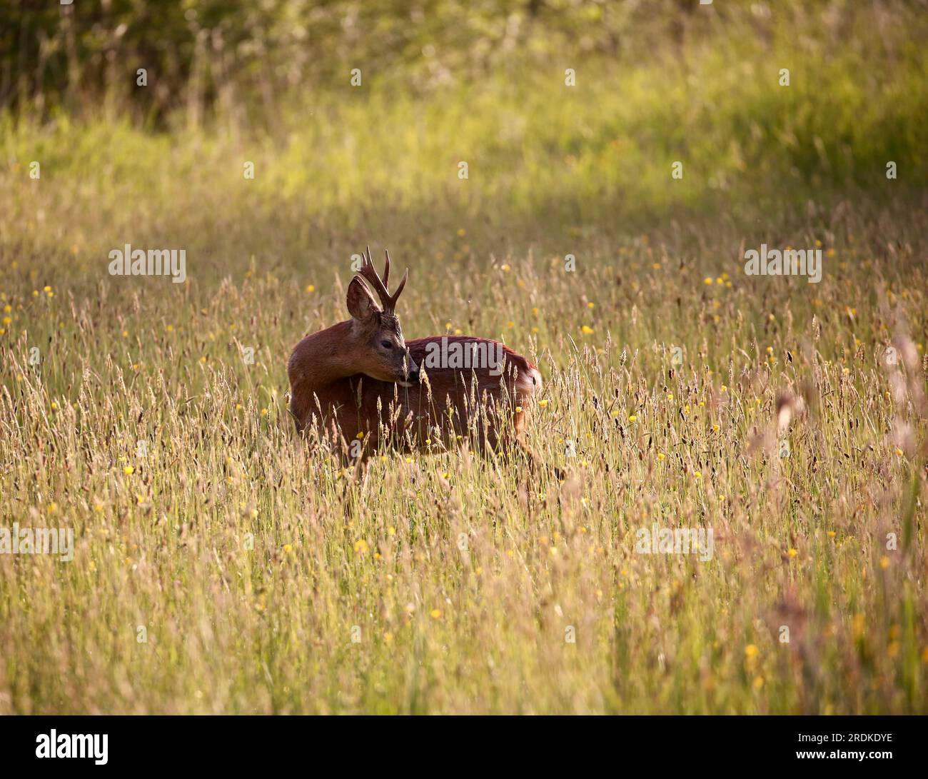 Un chevreuil Banque de photographies et d’images à haute résolution - Alamy
