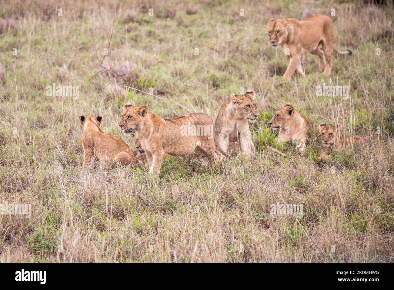 Famille de lions avec de jeunes lions. dans un paysage de savane après ...