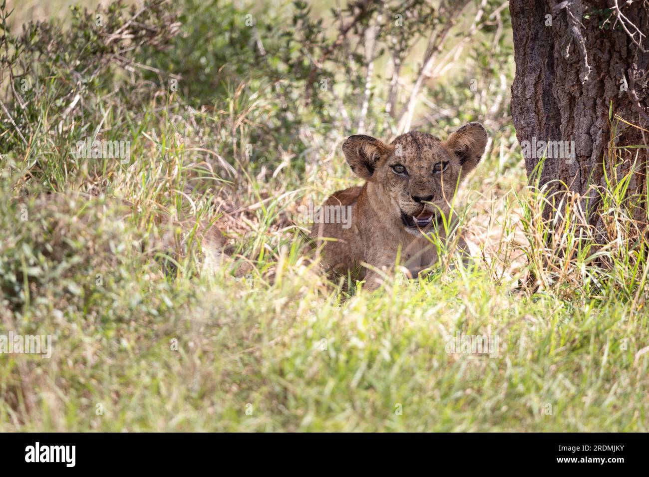 Lion mignon Banque de photographies et d’images à haute résolution - Page 2 - Alamy