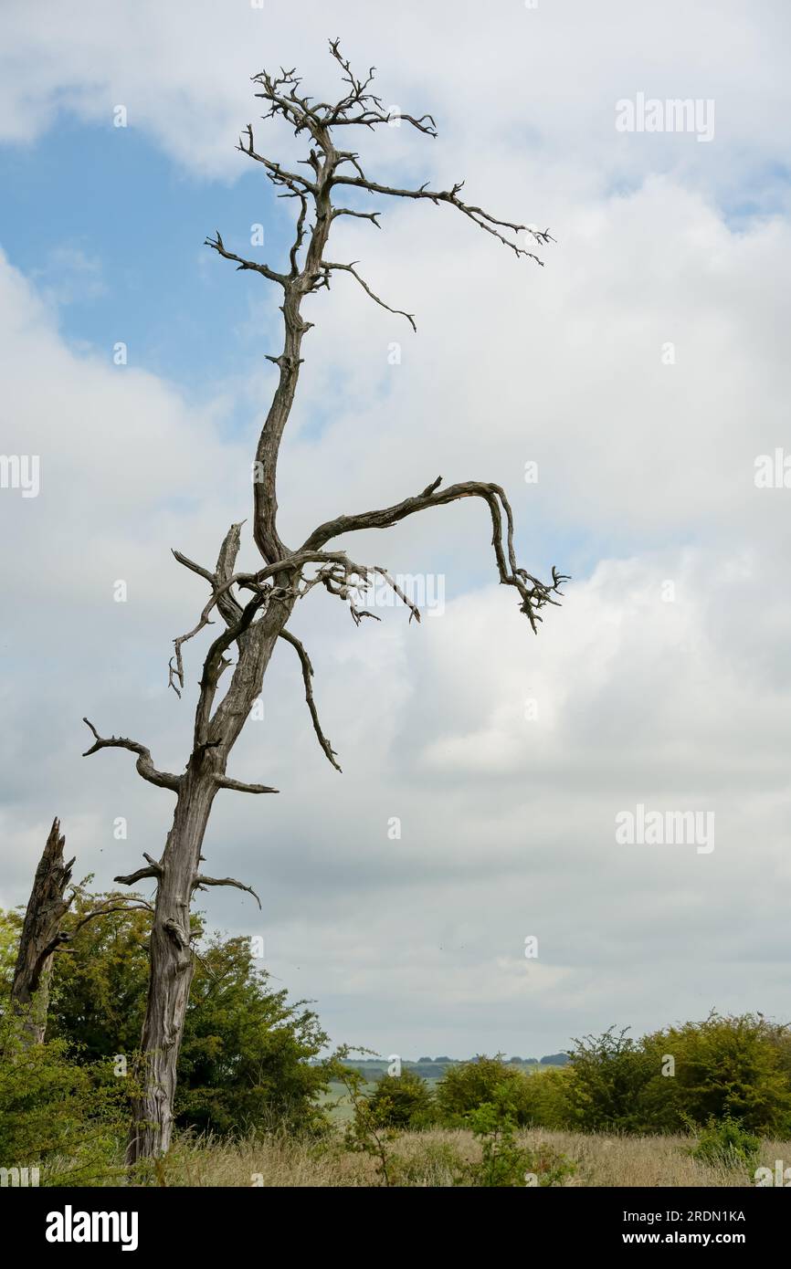 Tronc d'arbre de pin mort Banque de photographies et d’images à haute ...