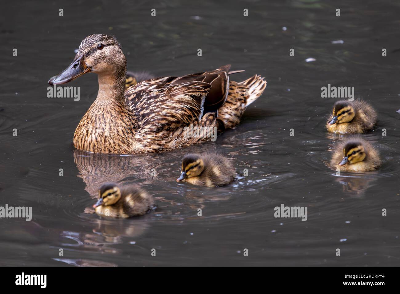 Famille canards colvert Banque de photographies et d’images à haute ...