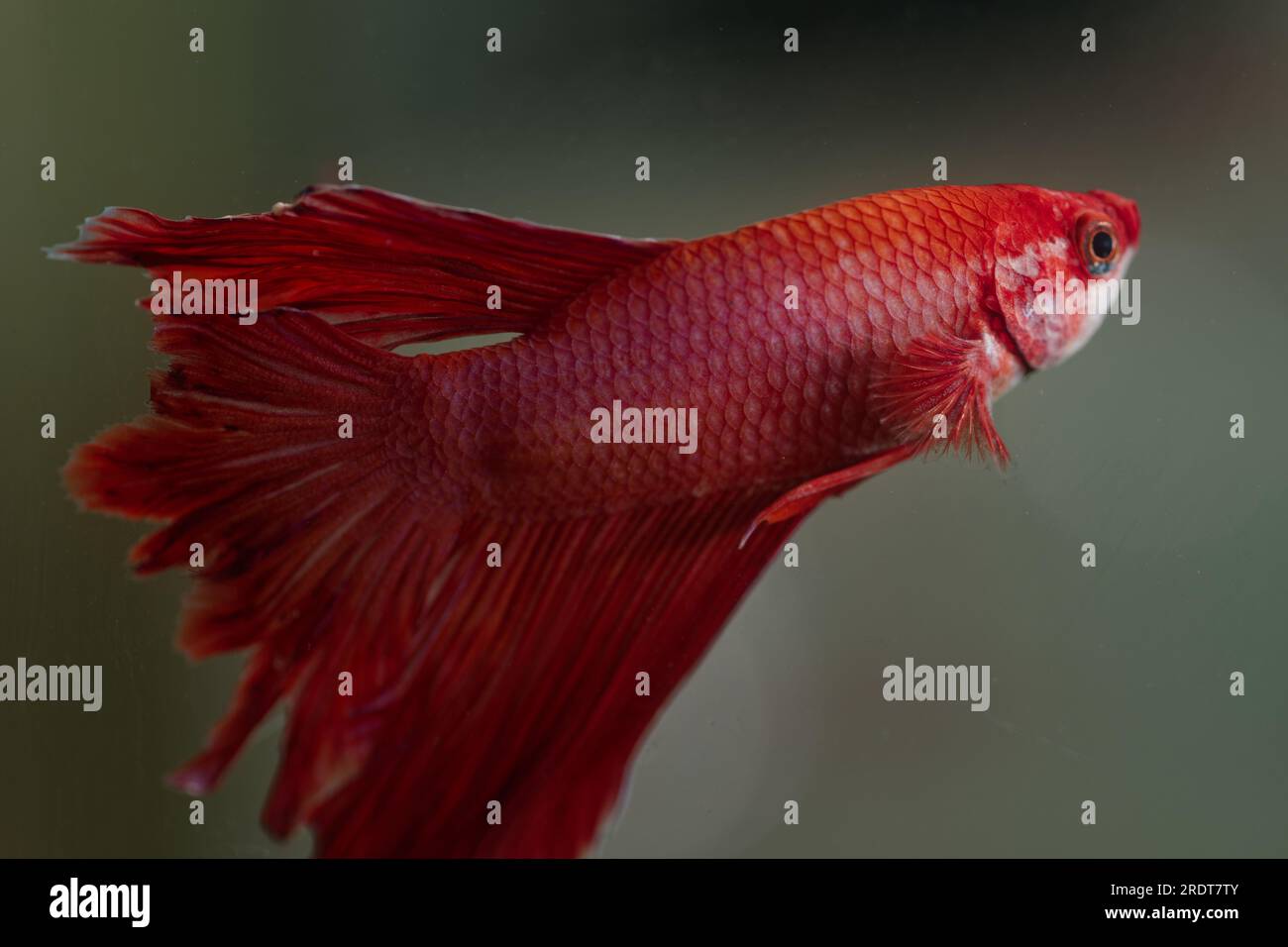 Poisson betta rouge Banque de photographies et d’images à haute ...