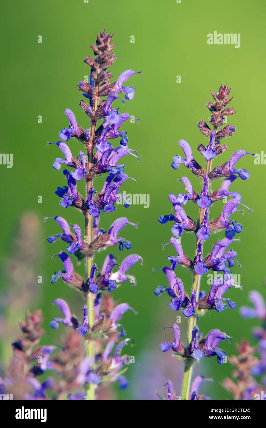 Salvia verbenaca Banque de photographies et d’images à haute résolution ...