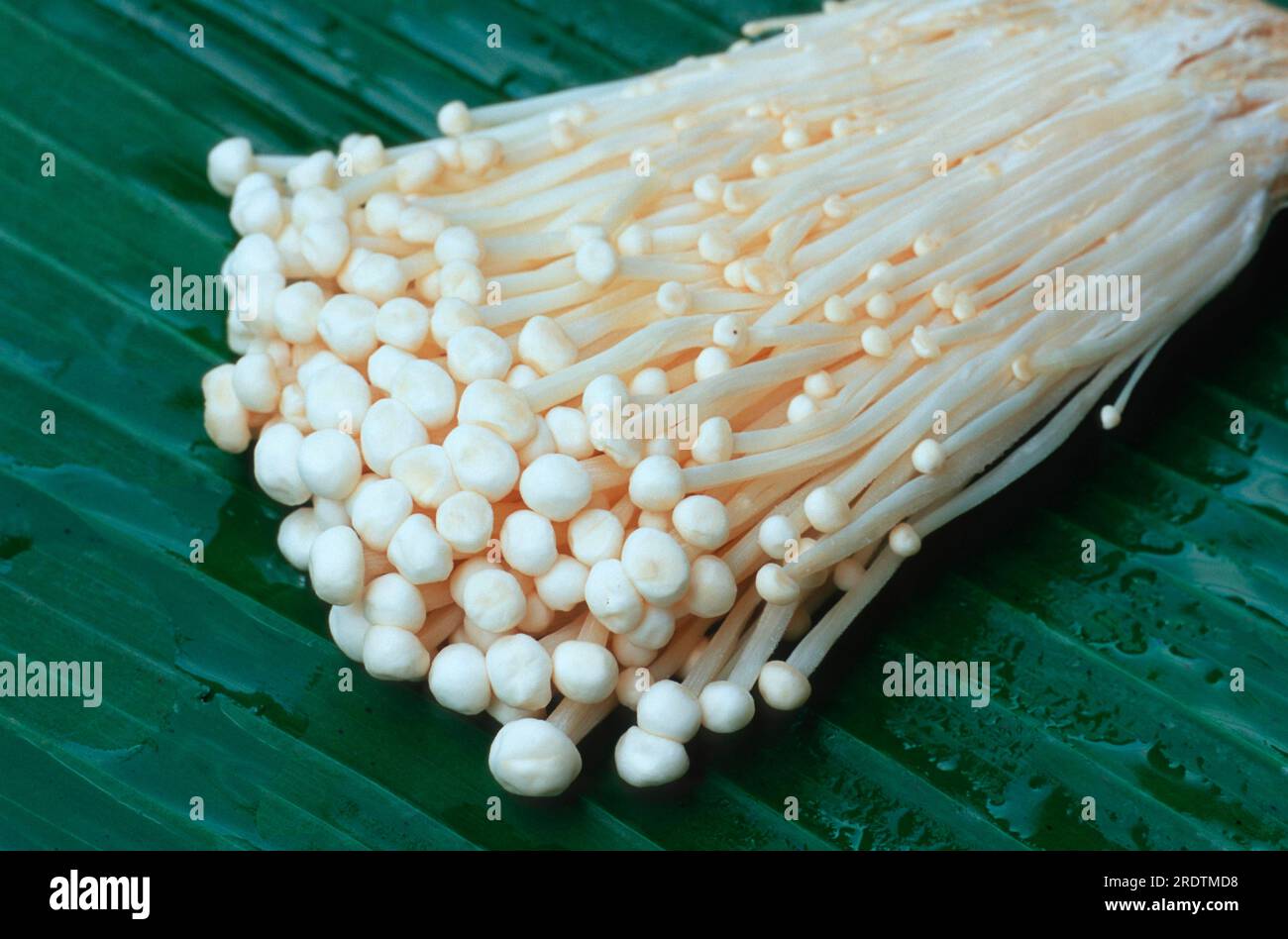 Champignon enoki champignon Banque de photographies et d’images à haute ...
