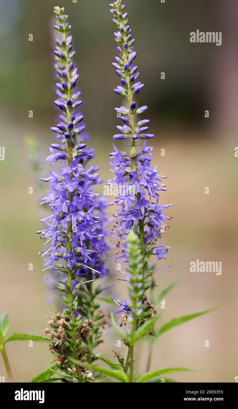 Longleaf speedwell Banque de photographies et d’images à haute ...