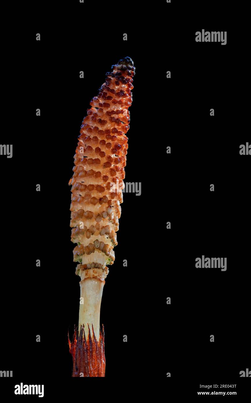 Prêles géants Banque de photographies et d’images à haute résolution ...