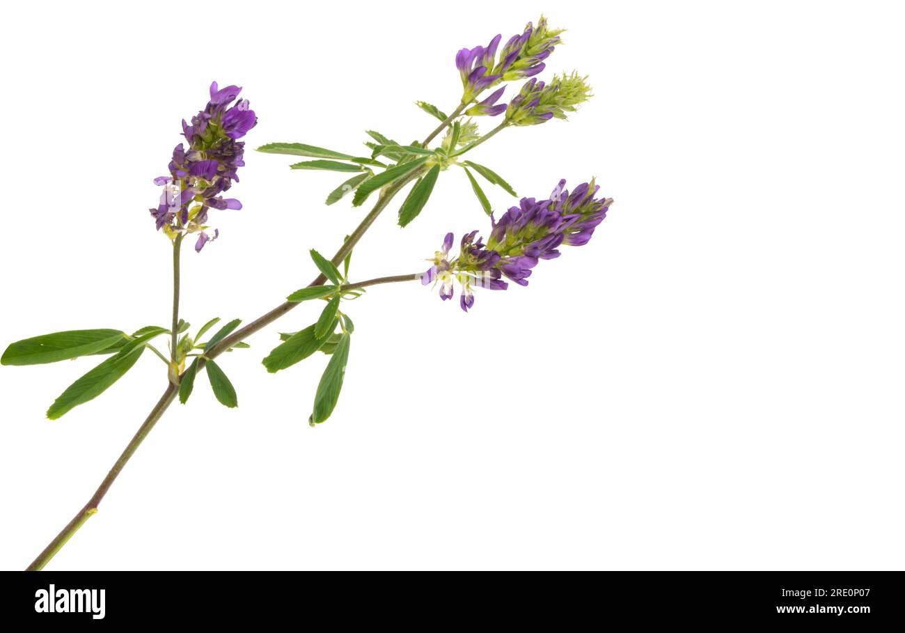 Fleur de luzerne Banque de photographies et d’images à haute résolution ...