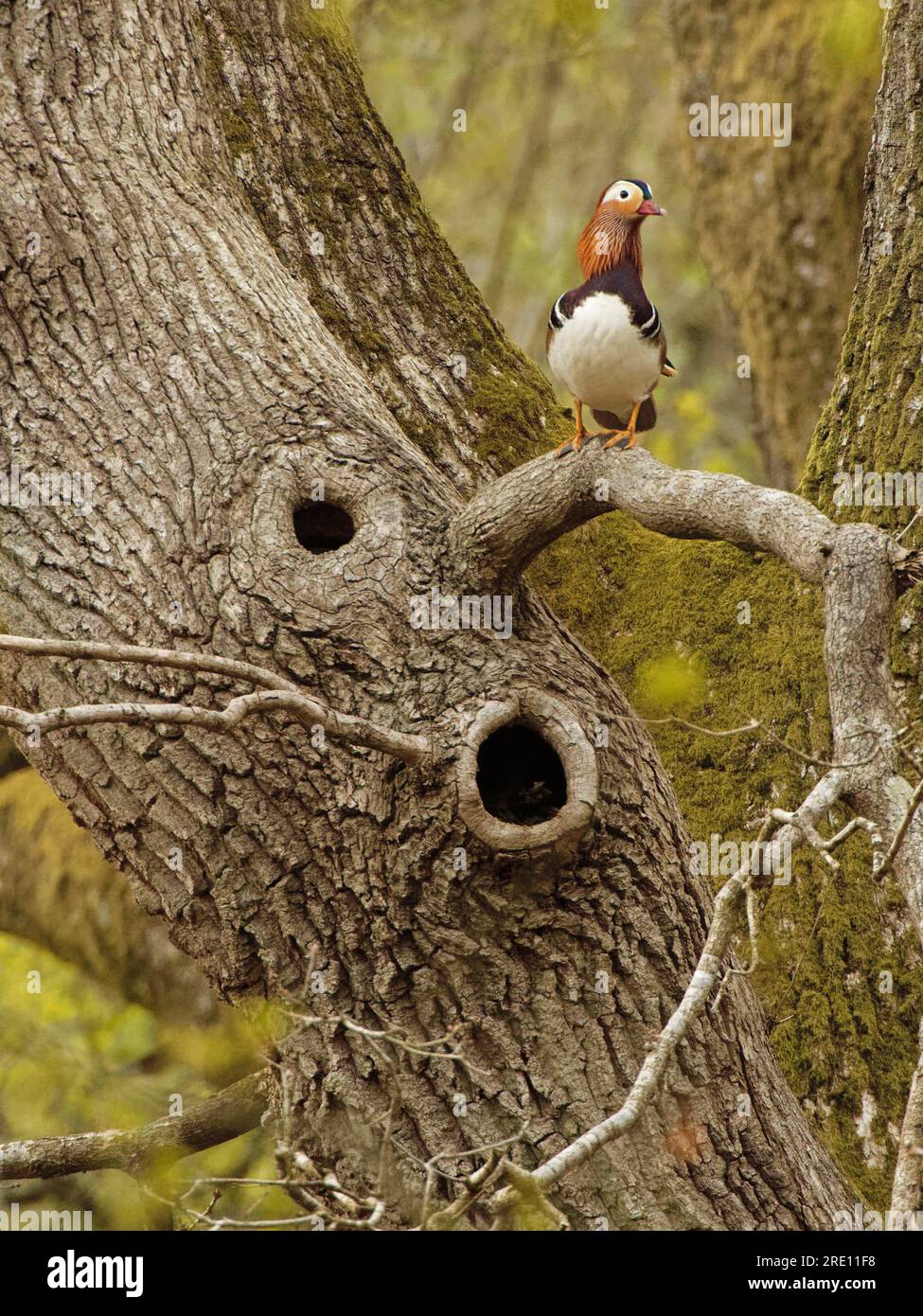 Duck hole Banque de photographies et d’images à haute résolution - Alamy