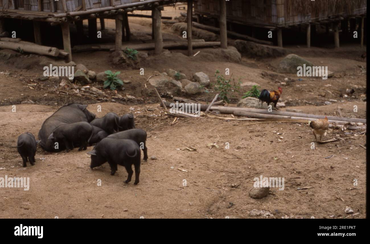 Wat pho 1995 Banque de photographies et d’images à haute résolution - Alamy