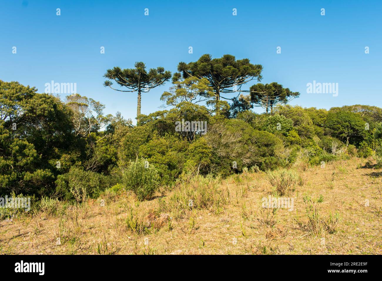 Une forêt humide d'Araucaria avec des arbres de pin de Parana ...