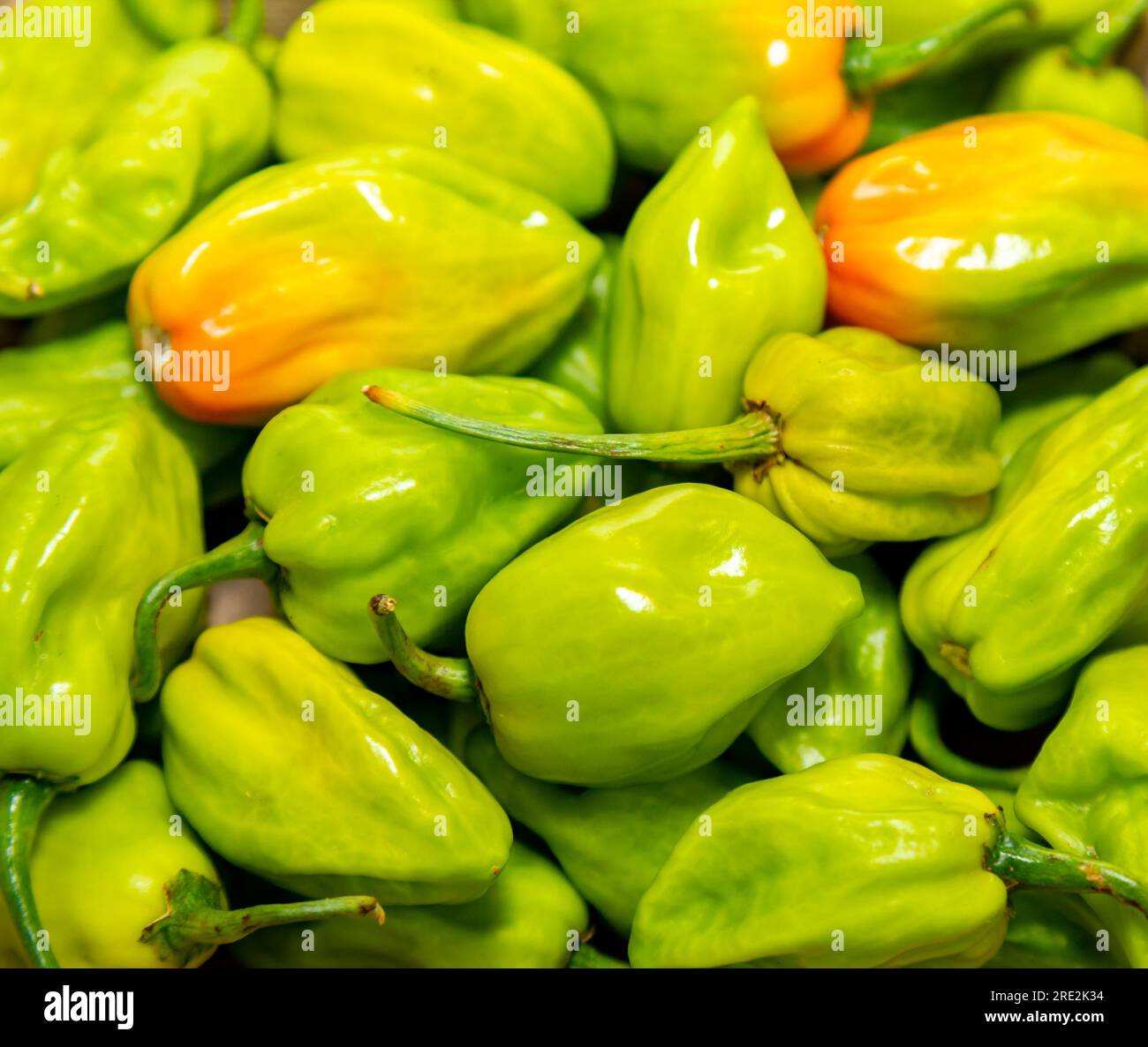 Groupe de piments forts (Capsicum chinense Adjuma) au foyer sélectif et ...