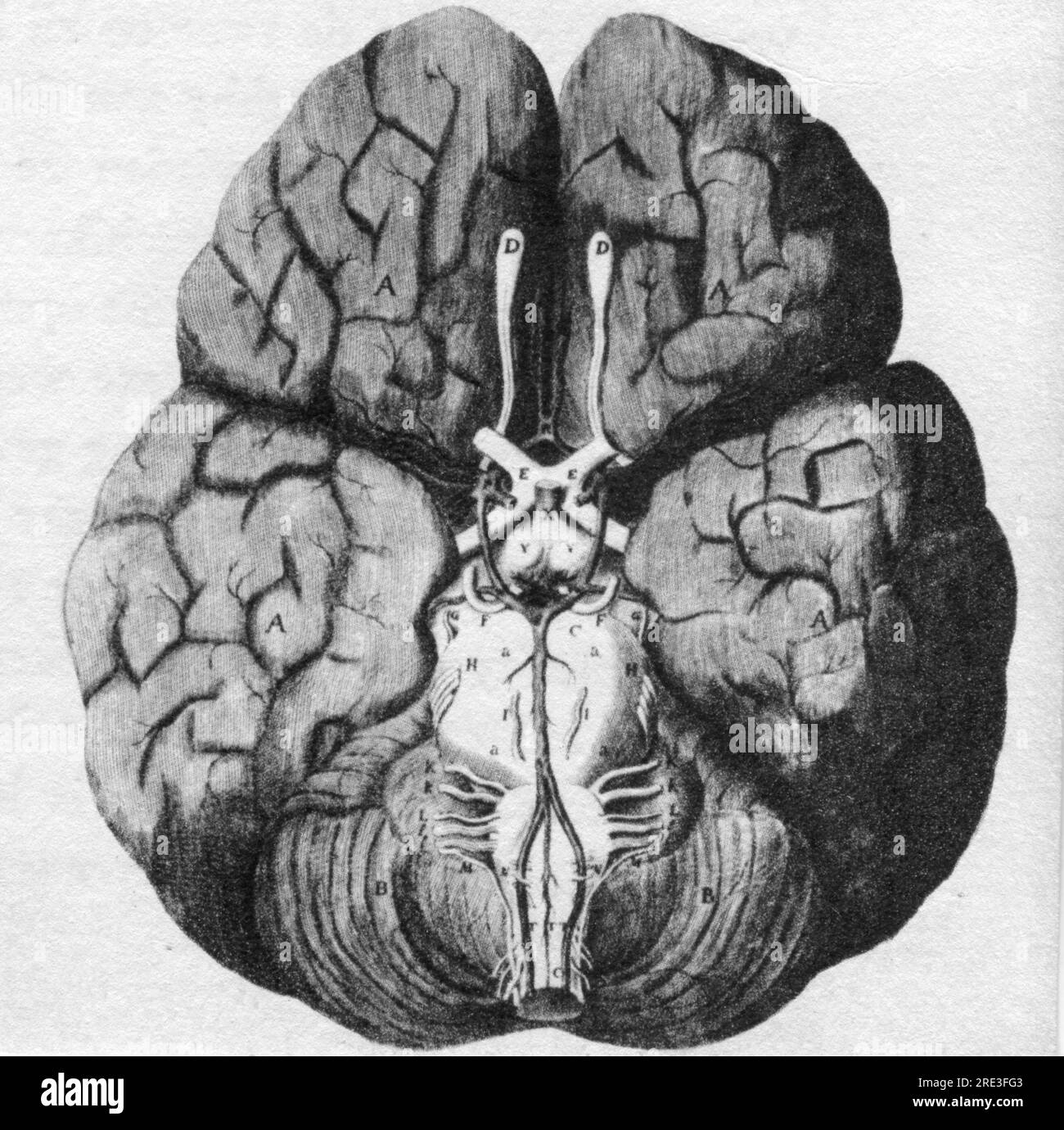 Médecine, anatomie, cerveau (encéphale), dessin, 'cerebri anatome' de ...