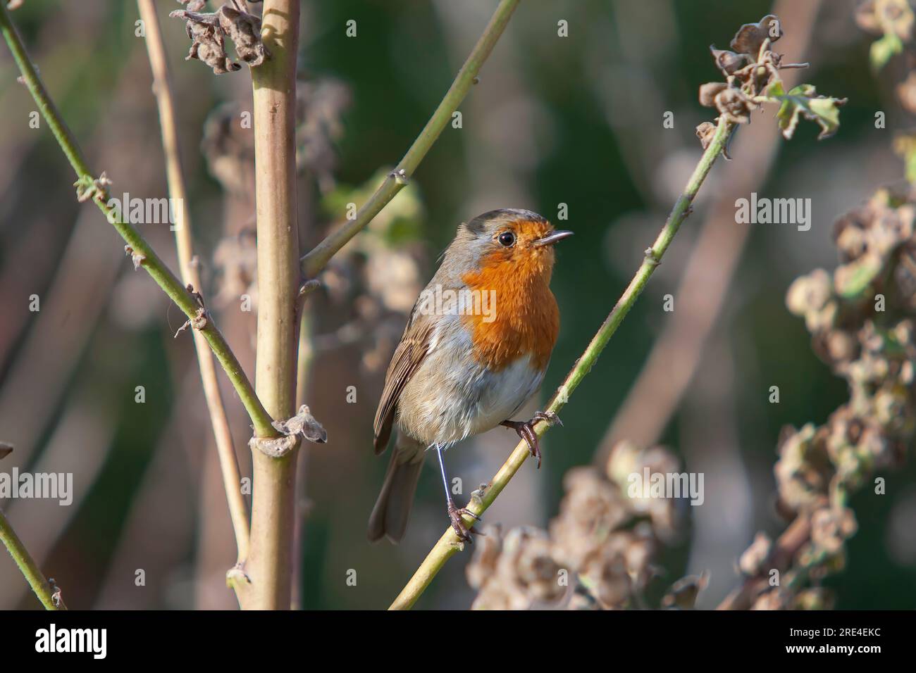 Robin oiseau oiseaux oiseaux chanteurs Banque de photographies et d ...