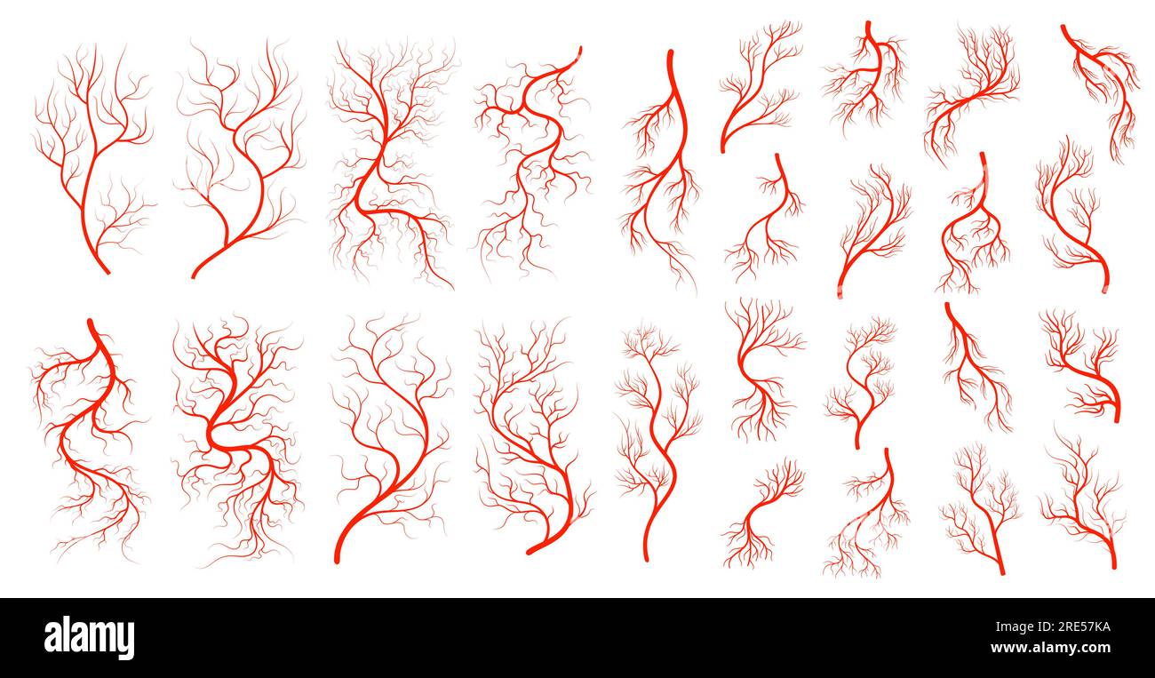 Veines rouges. Anatomie, artère veineuse sanguine. Arbre de vaisseaux ...