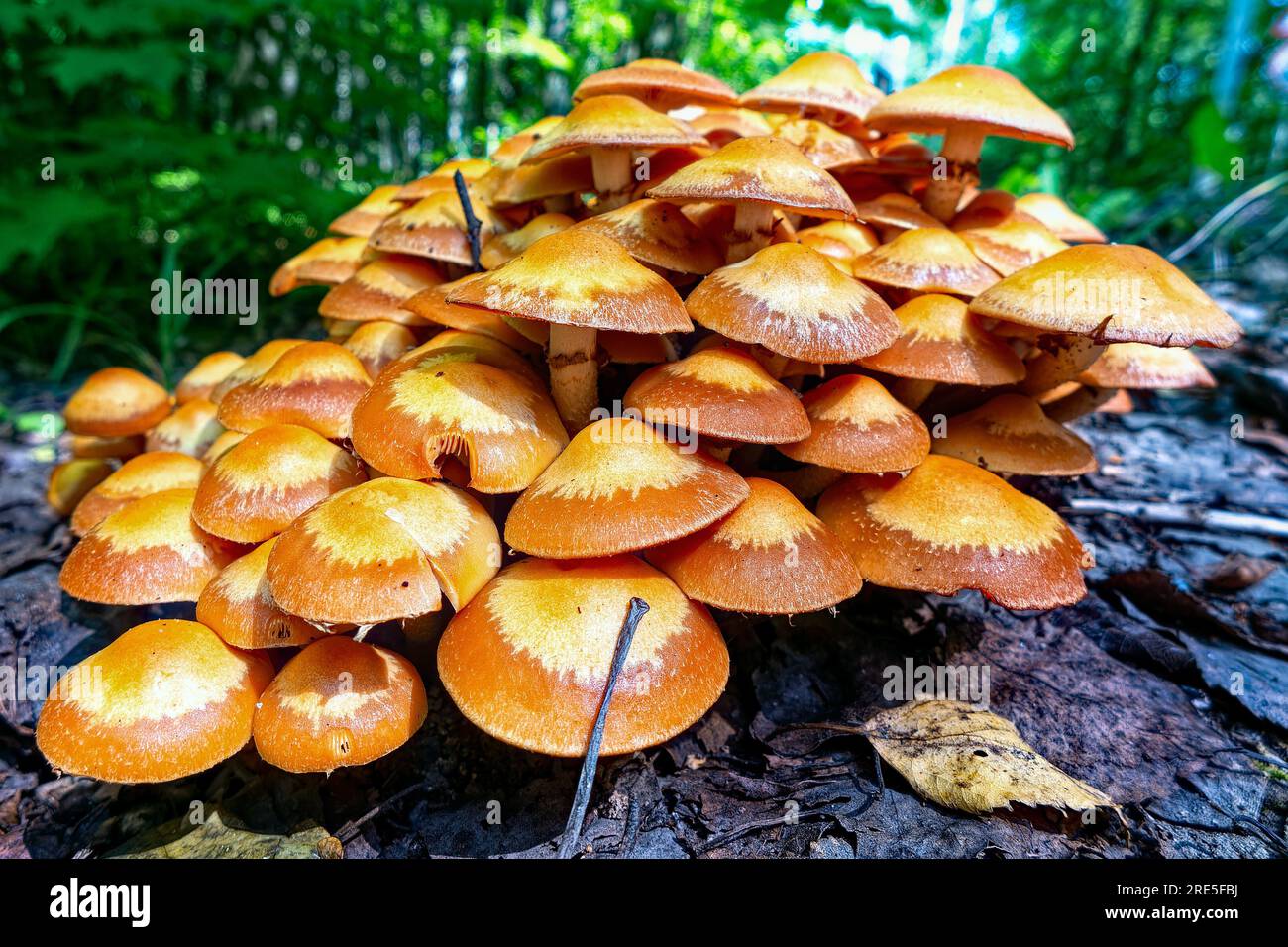 Champignons orange jaune Banque de photographies et d’images à haute ...