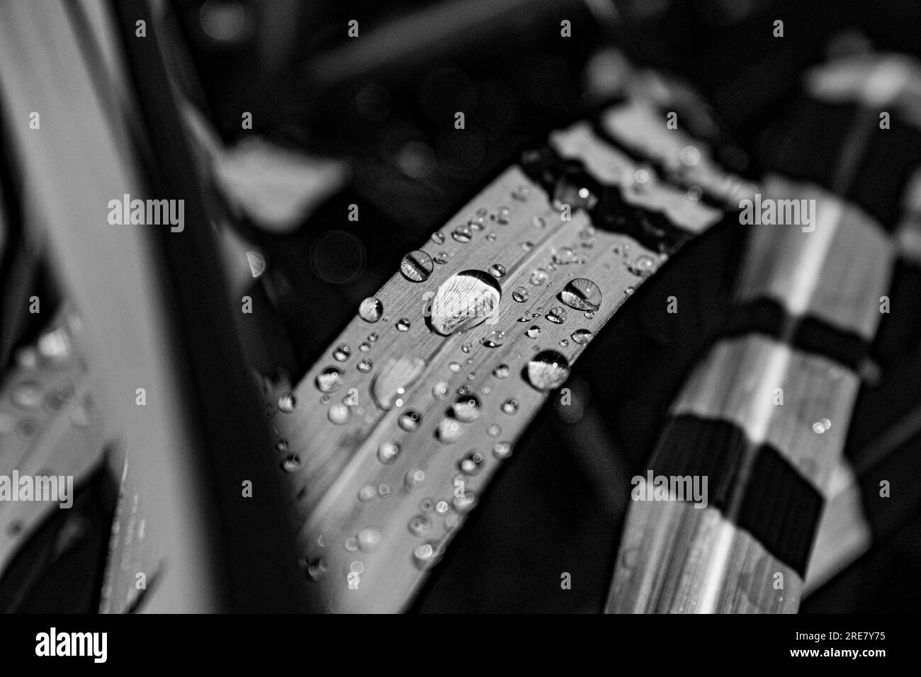 Feuilles de rosée Banque d'images noir et blanc - Alamy