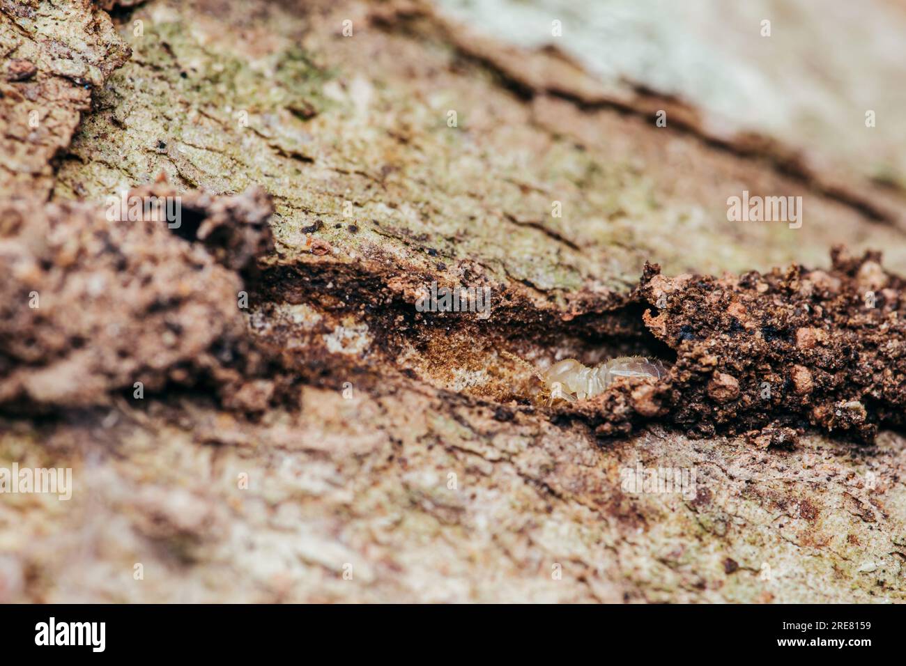 Gros plan des termites travailleurs qui marchent dans le nid sur le ...