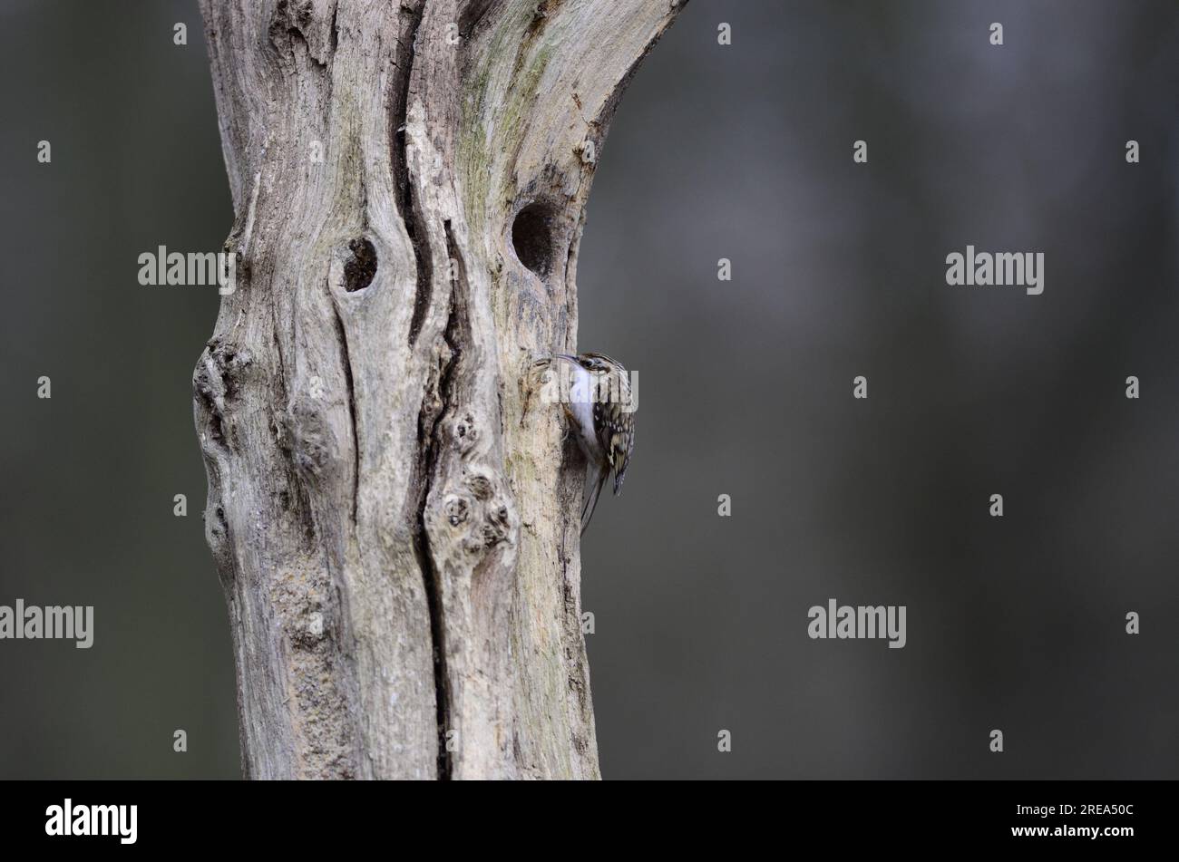 Tree creeper Banque de photographies et d’images à haute résolution - Alamy