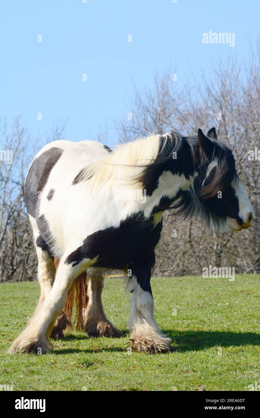 Irish tinker Banque de photographies et d’images à haute résolution - Alamy