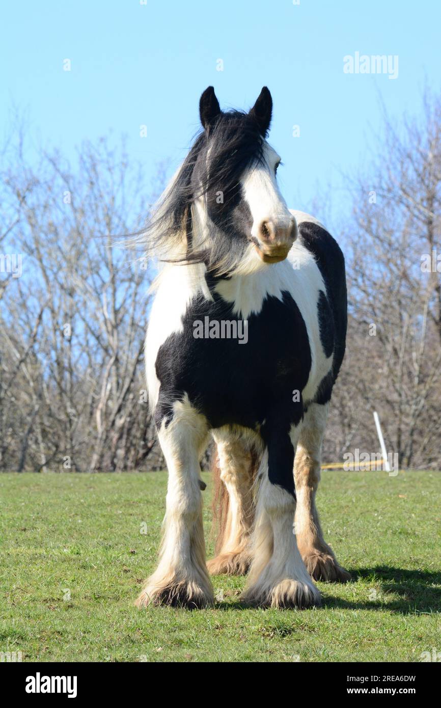 Irish tinker Banque de photographies et d’images à haute résolution - Alamy